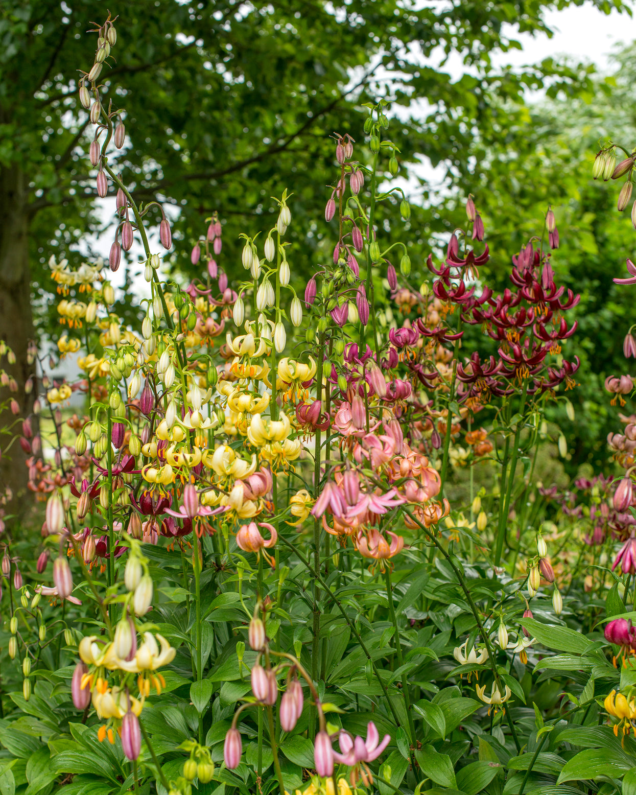 Lily 'Martagon Mix' bulbs — Buy mixed Turk’s Cap Lilies online at ...