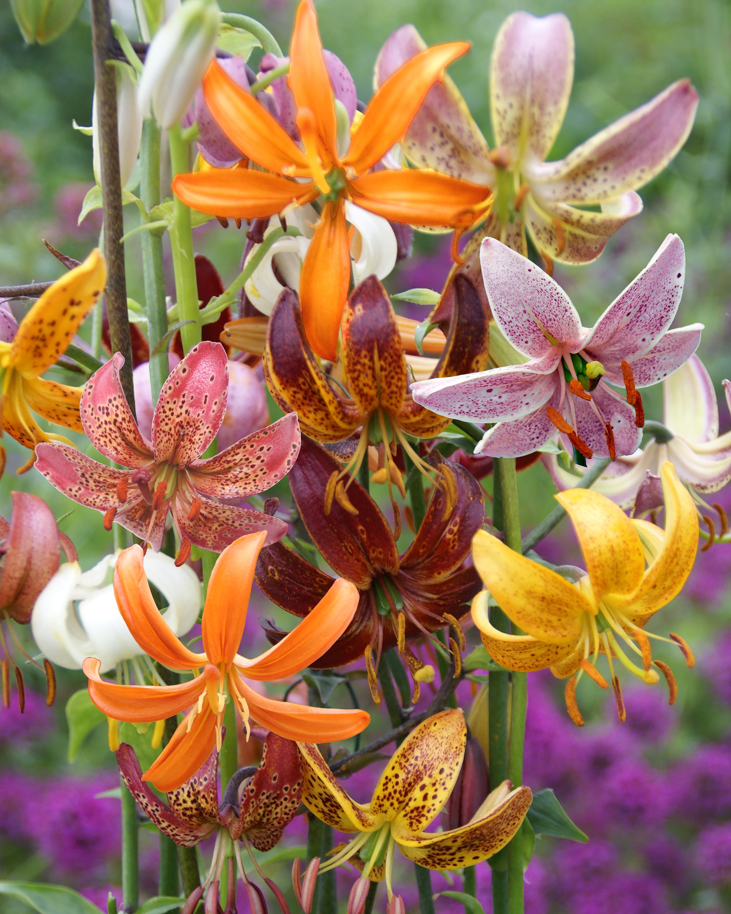 Lily 'Martagon Mix' bulbs — Buy mixed Turk’s Cap Lilies online at ...