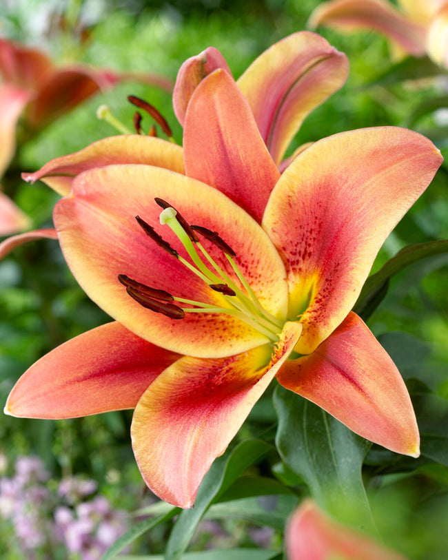 Lily 'Aubade' bulbs — Buy online at Farmer Gracy UK