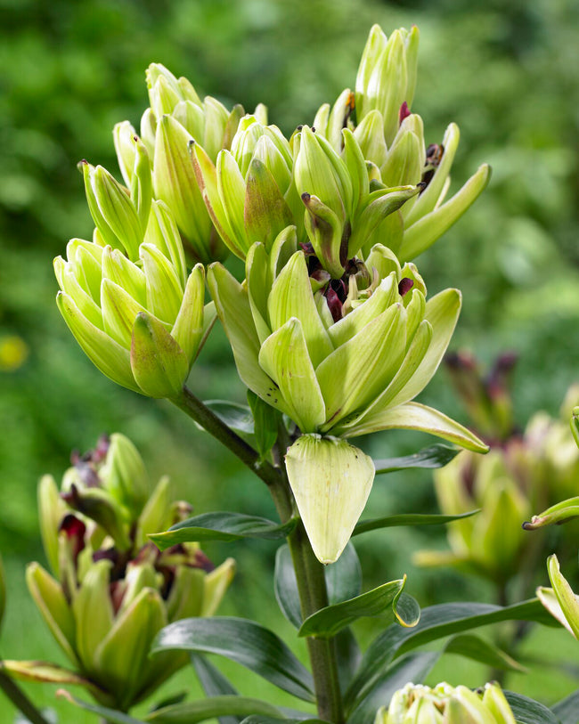 Lily 'Aubade' bulbs — Buy online at Farmer Gracy UK