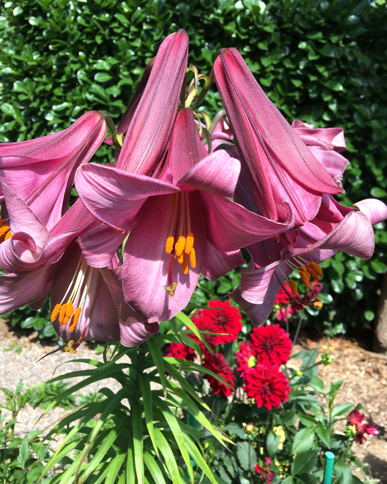 Lily 'Pink Perfection' bulbs | Buy pink trumpet lilies online at Farmer ...