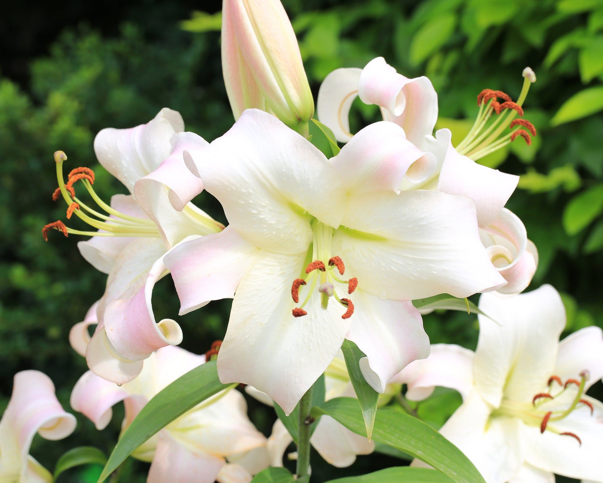 Lily 'Pretty Woman' bulbs — Buy white Orienpet lilies online at Farmer Gracy UK