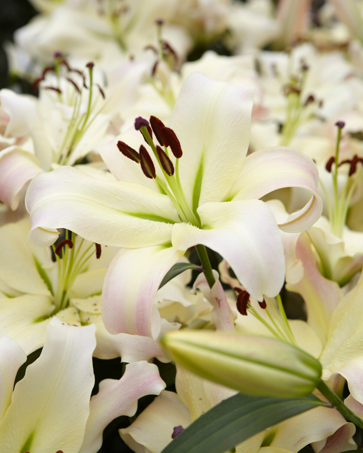 Lily 'Pretty Woman' bulbs — Buy white Orienpet lilies online at Farmer ...