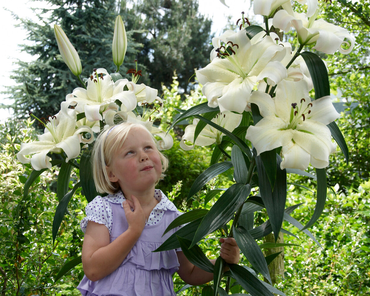 Lily 'Pretty Woman' bulbs — Buy white Orienpet lilies online at Farmer ...