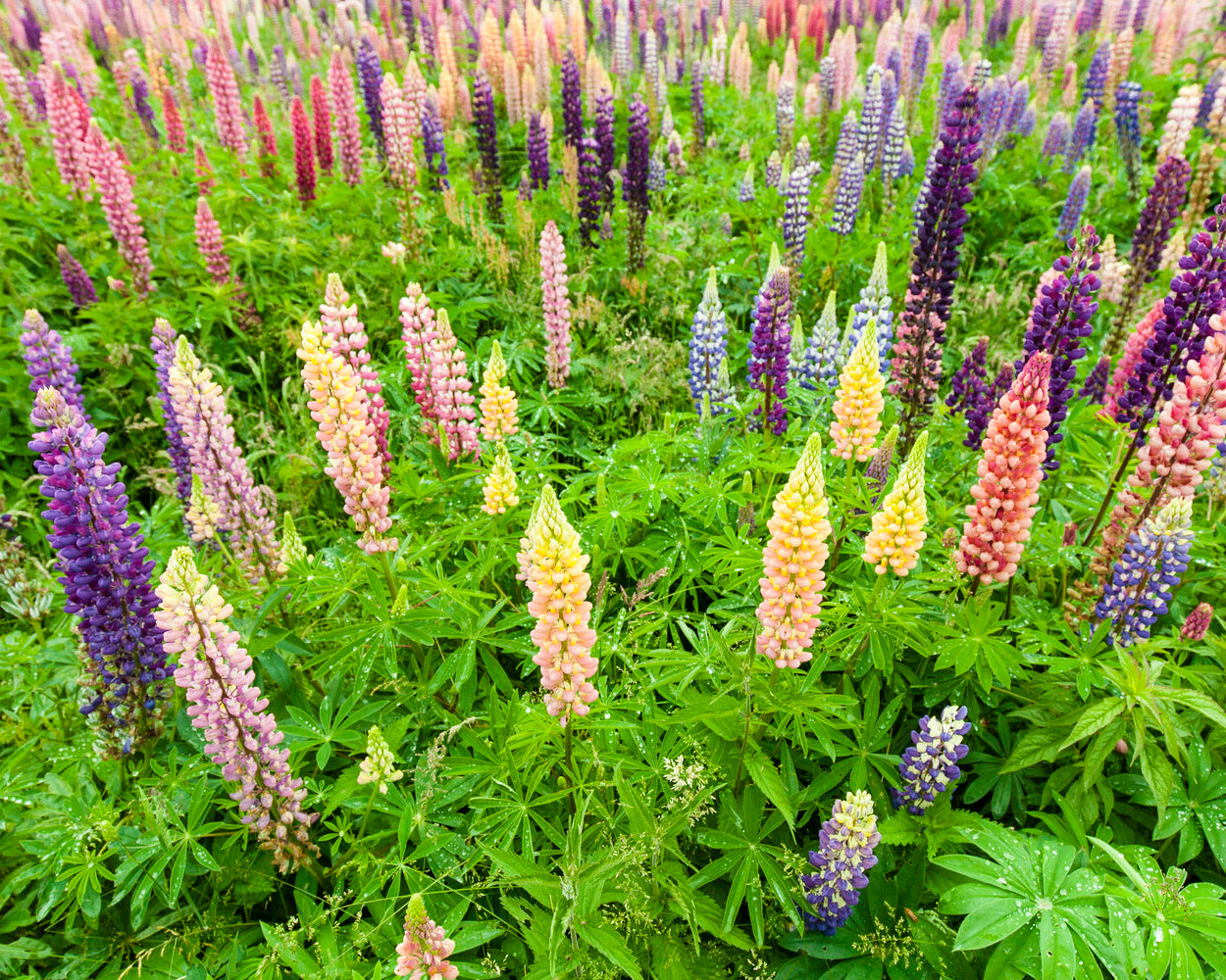 Lupinus 'Mosaic Mix' bare roots — Buy mixed lupins (lupines) online at ...