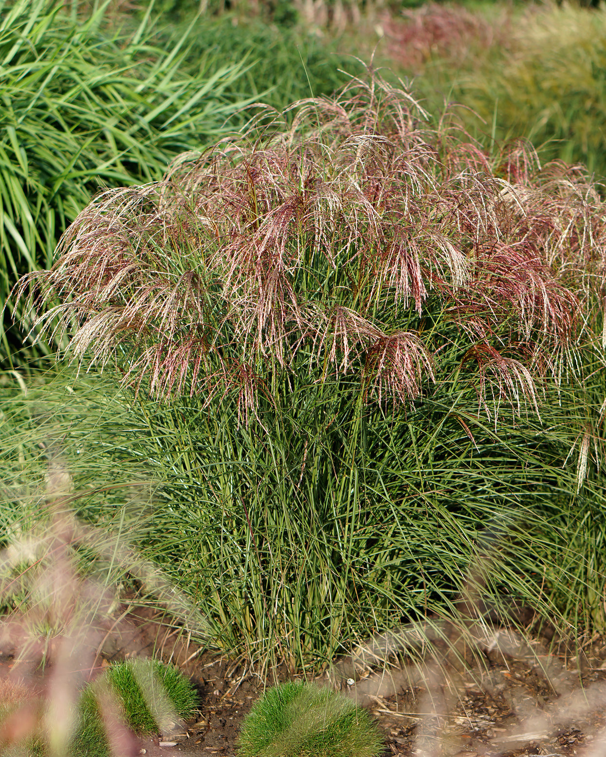 Miscanthus sinensis 'Pink Cloud' bare roots — Buy elephant grass online at Farmer Gracy UK