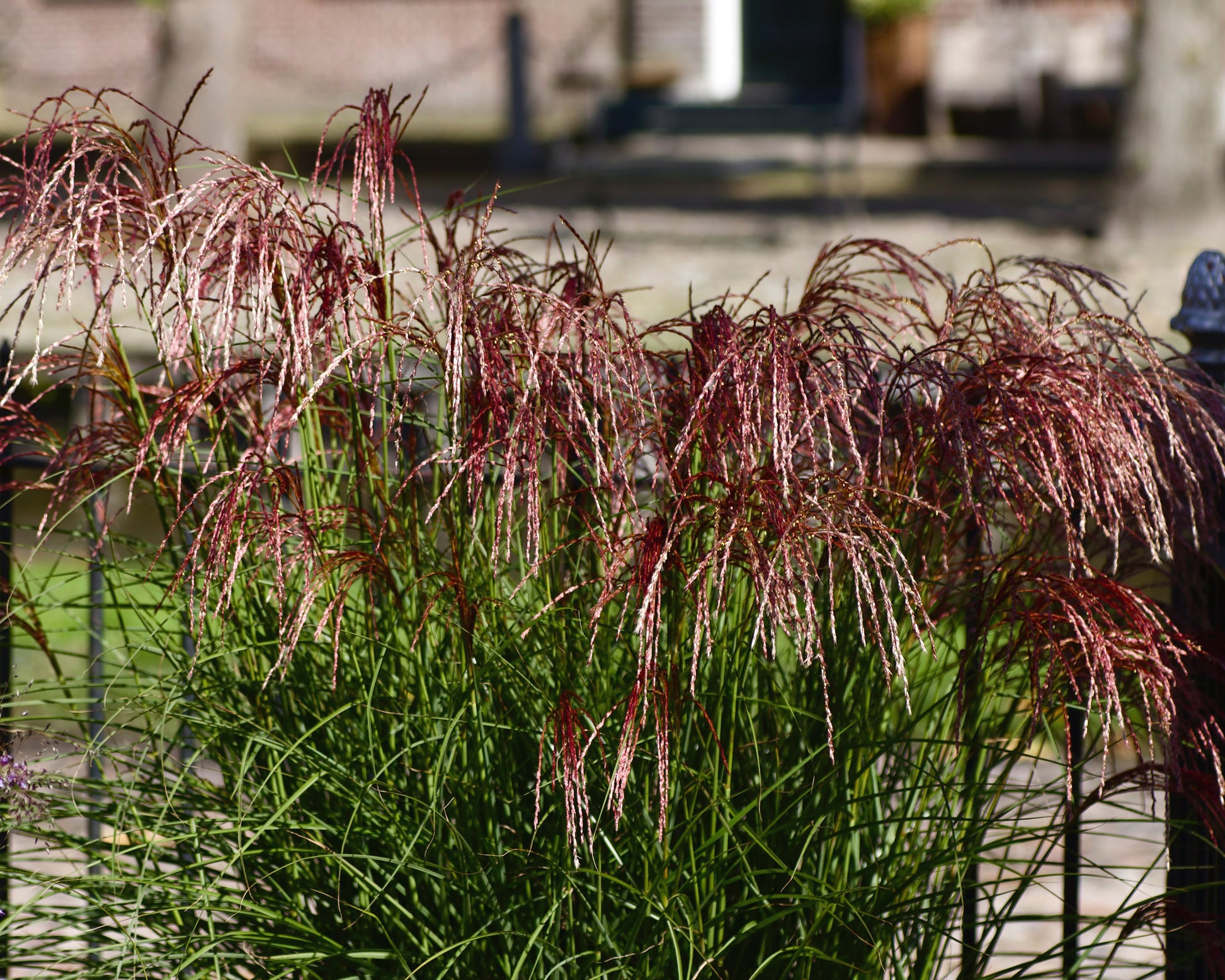 Miscanthus sinensis 'Red Cloud' bare roots | Buy elephant grass online ...