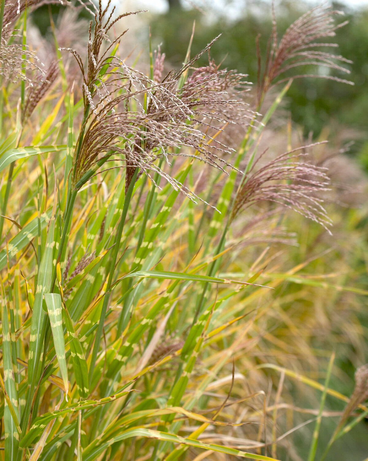 Miscanthus sinensis 'Strictus' bare roots — Buy elephant grass online ...