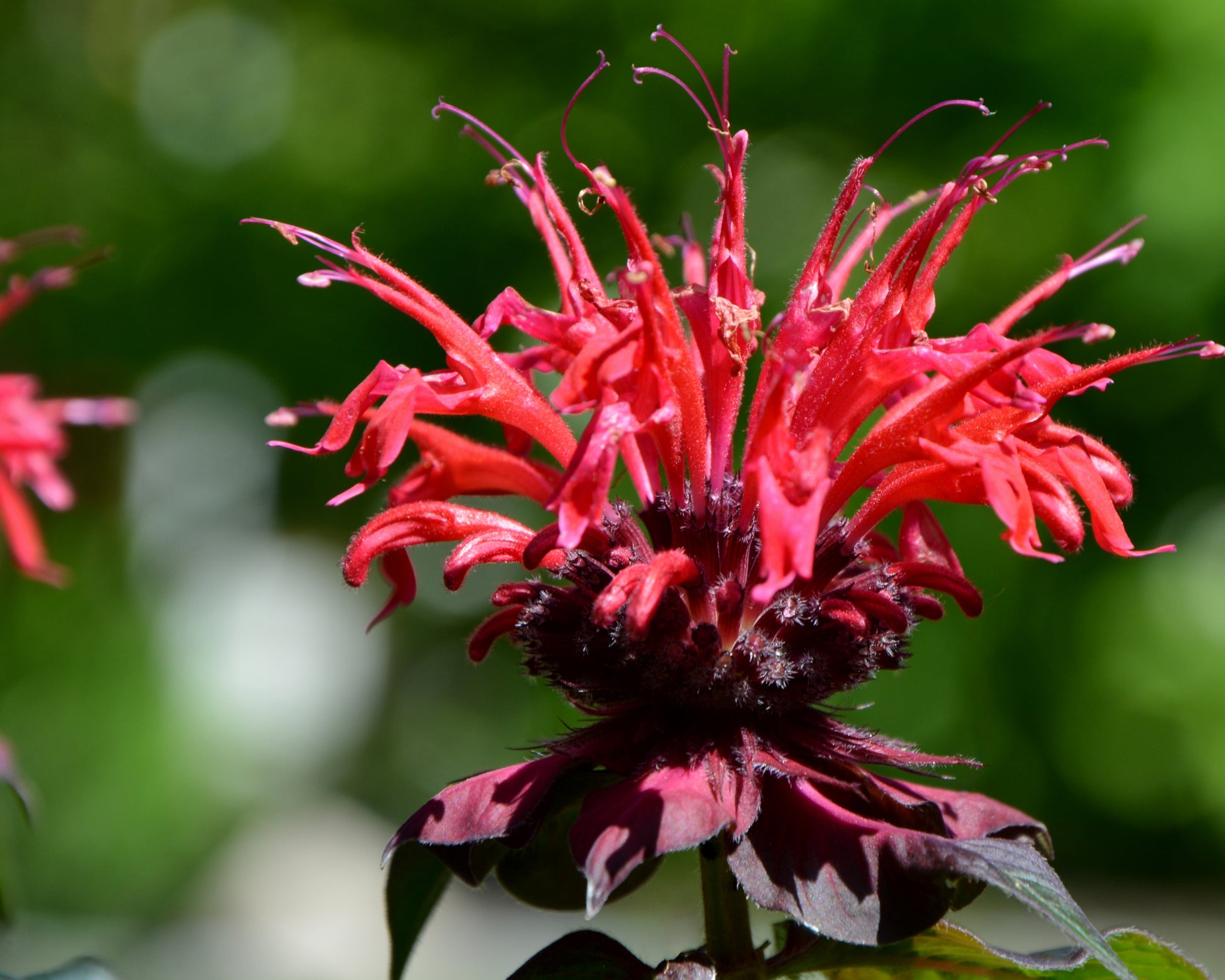 Monarda 'Fireball' bare roots — Buy red 'Bergamot' online at Farmer ...