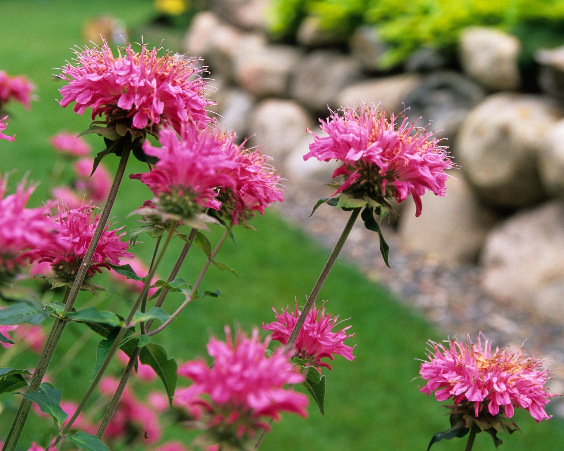 Monarda 'Marshall's Delight' bare roots — Buy bright pink bergamot ...