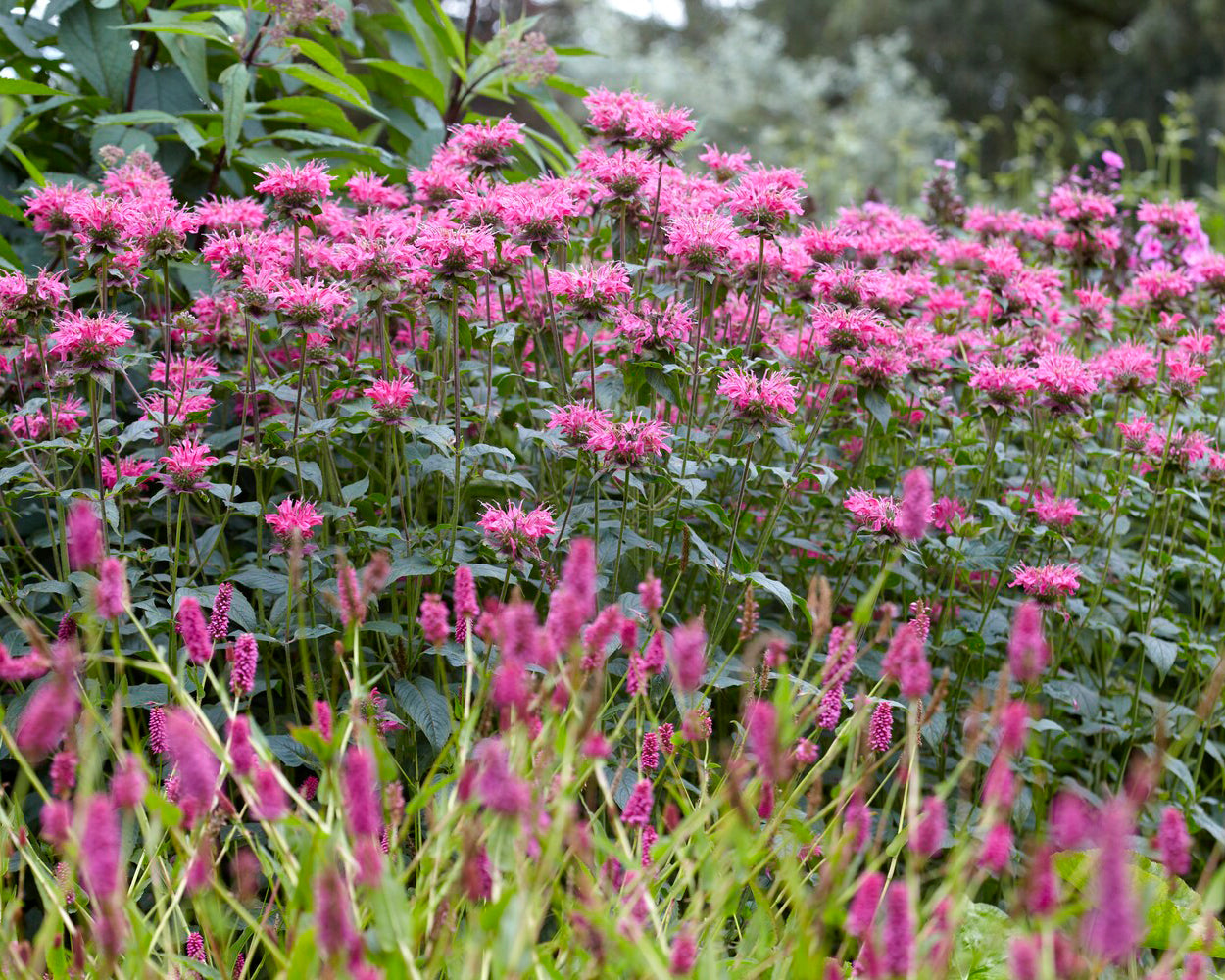 Monarda 'Marshall's Delight' bare roots — Buy bright pink bergamot ...