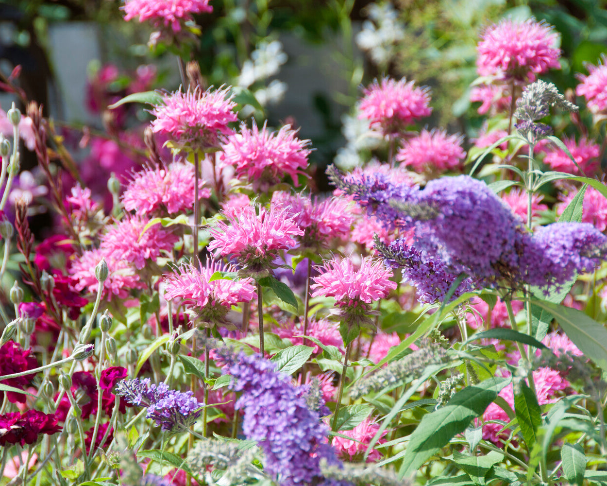 Monarda 'Marshall's Delight' bare roots — Buy bright pink bergamot ...