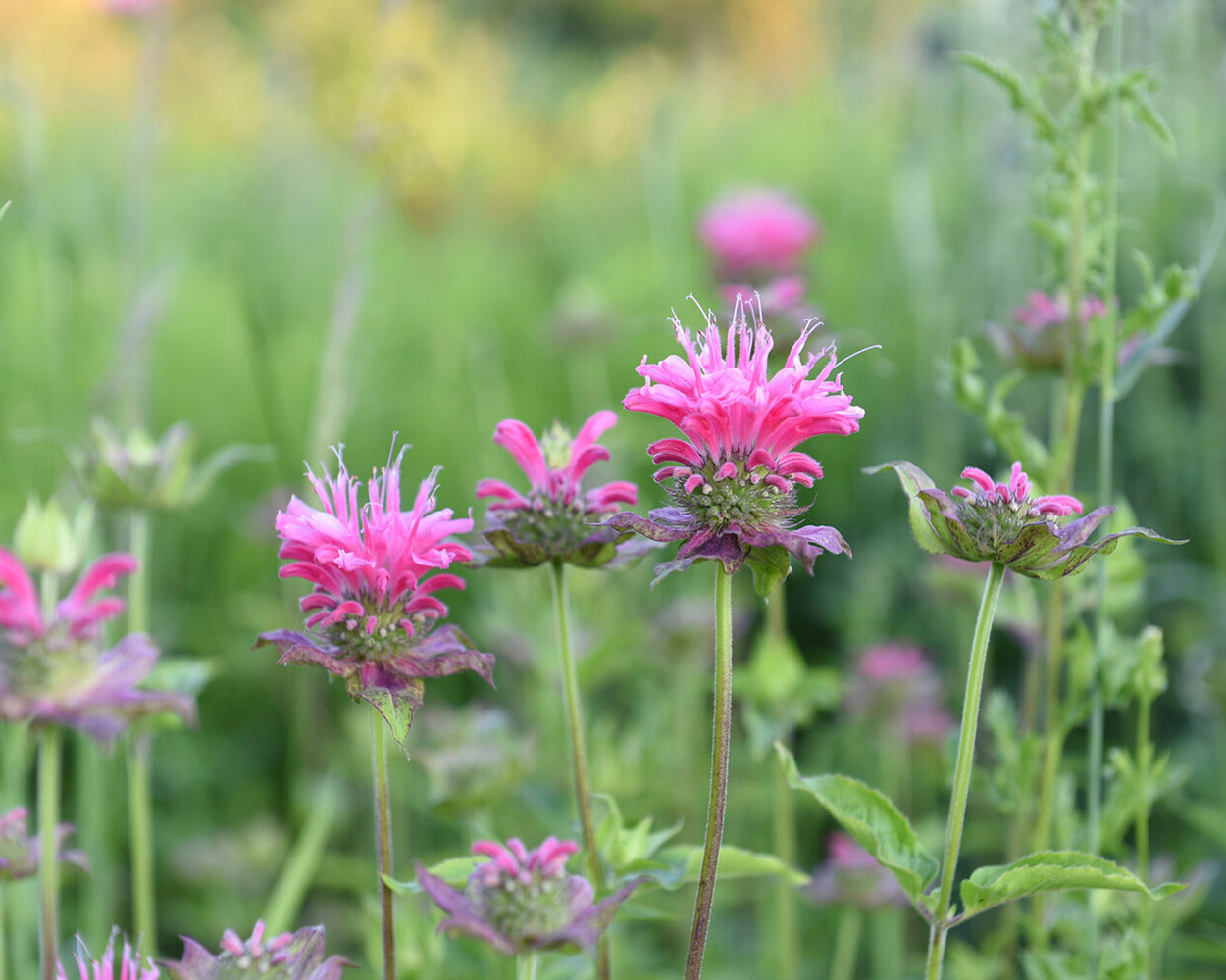 Monarda 'Marshall's Delight' bare roots — Buy bright pink bergamot ...