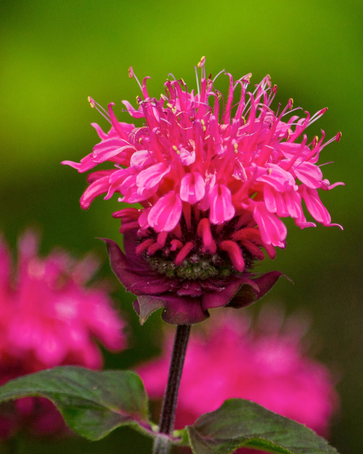 Monarda 'Pink Supreme' bare roots — Buy pink 'Bergamot' online at ...