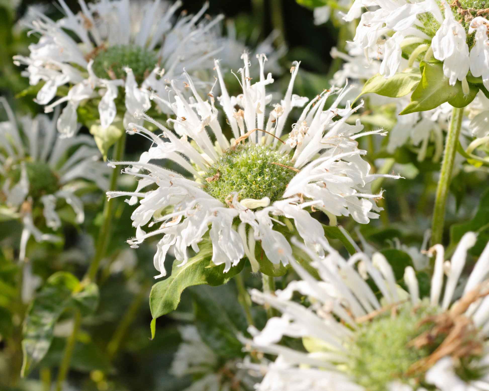 Monarda 'Schneewittchen' bare roots — Buy white bergamot online at ...