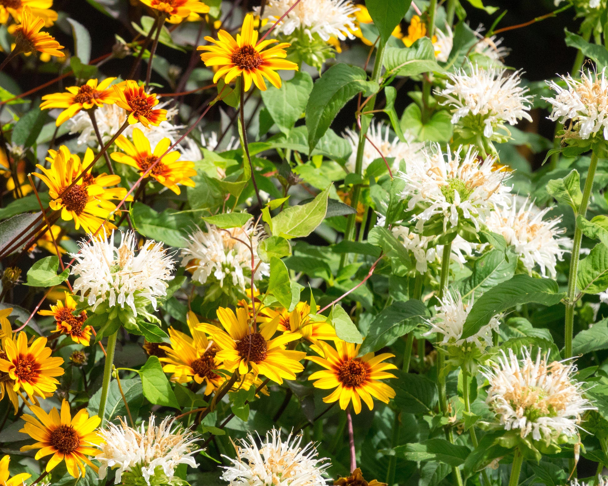 Monarda 'Schneewittchen' bare roots — Buy white bergamot online at ...
