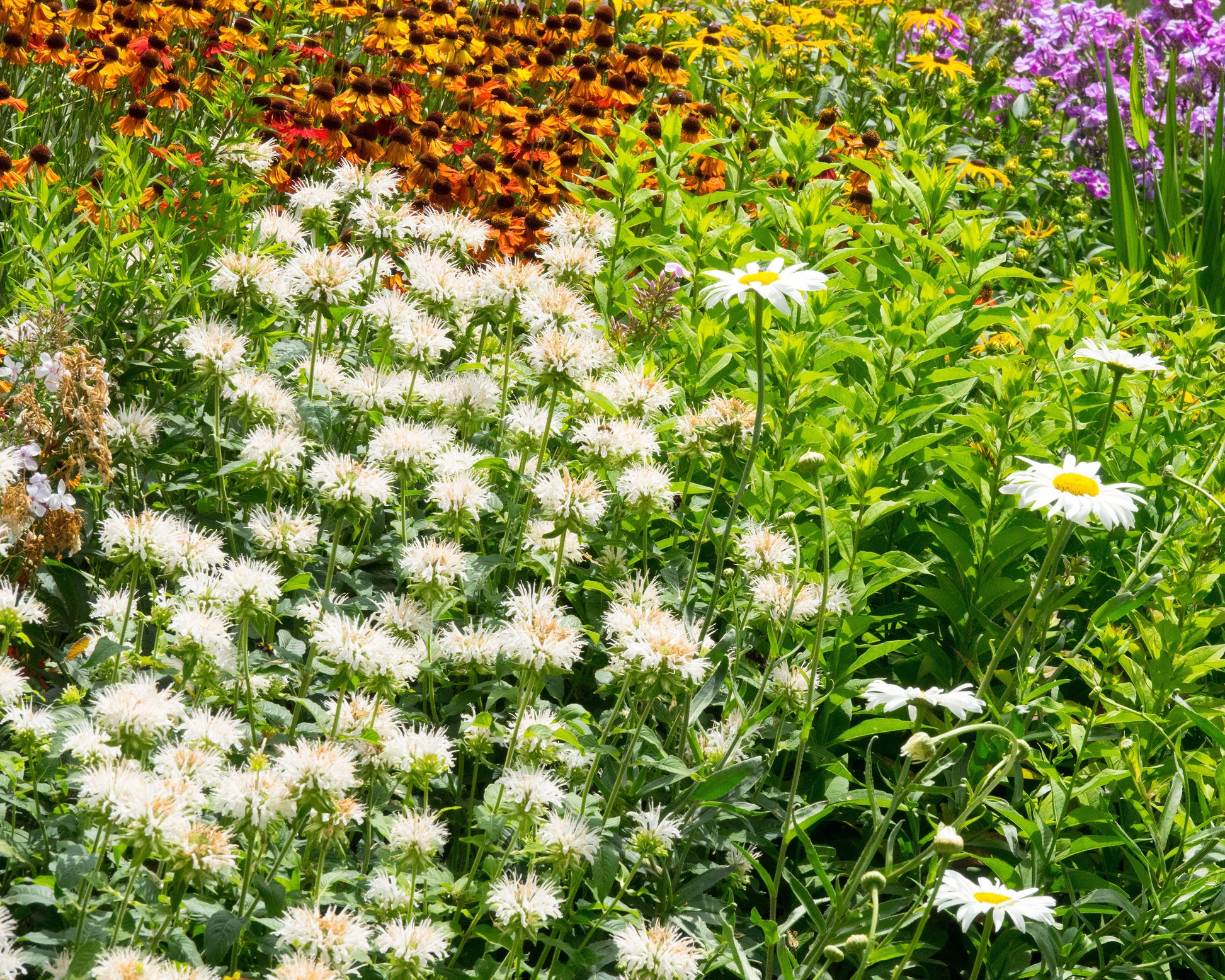 Monarda 'Schneewittchen' bare roots — Buy white bergamot online at ...