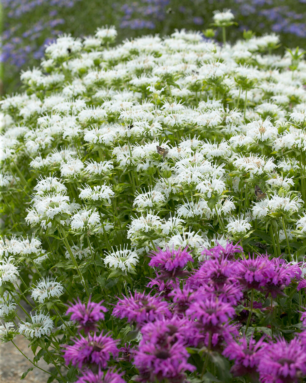 Monarda 'Schneewittchen' bare roots — Buy white bergamot online at ...