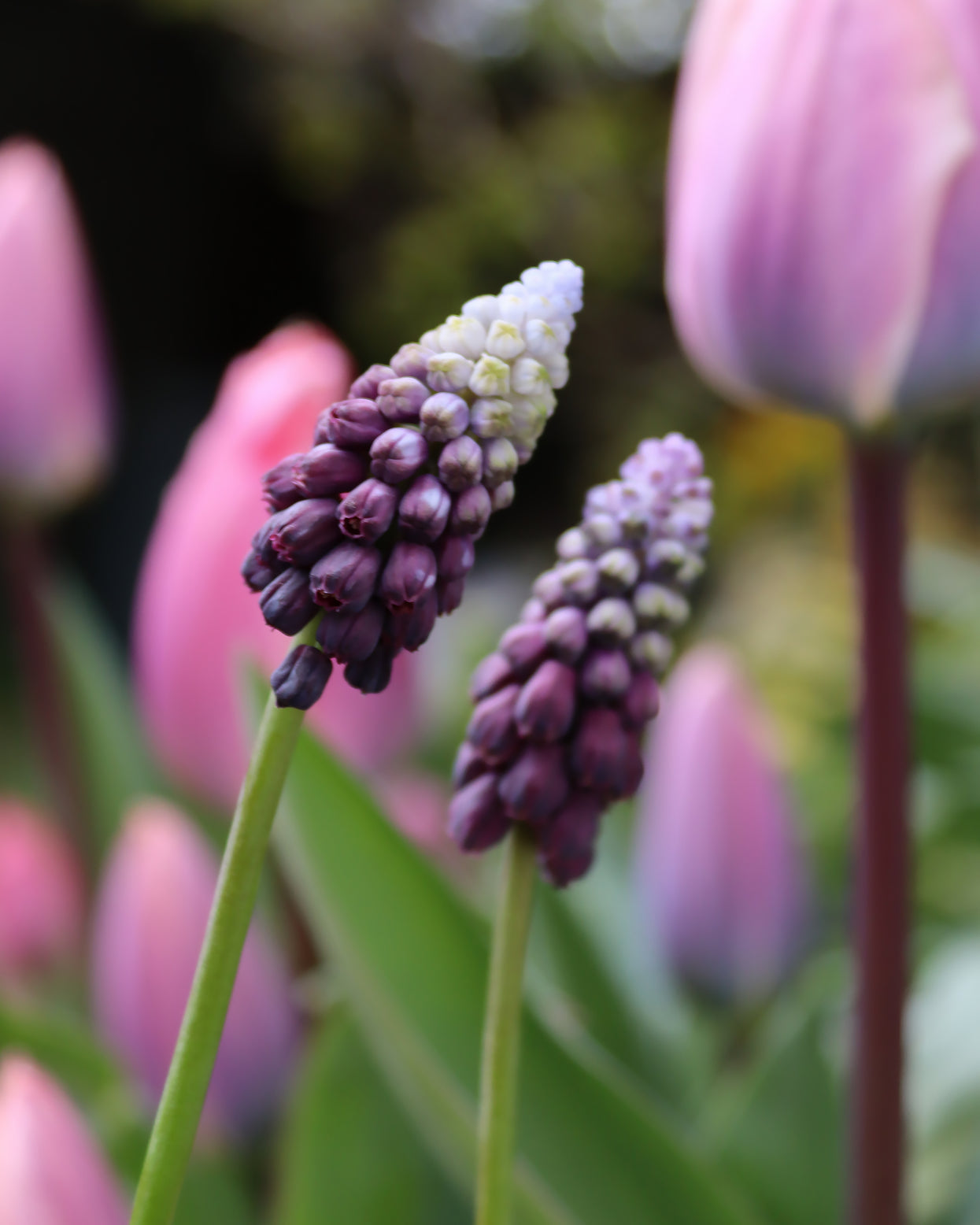 Muscari 'Grape Ice' bulbs — Buy online at Farmer Gracy UK