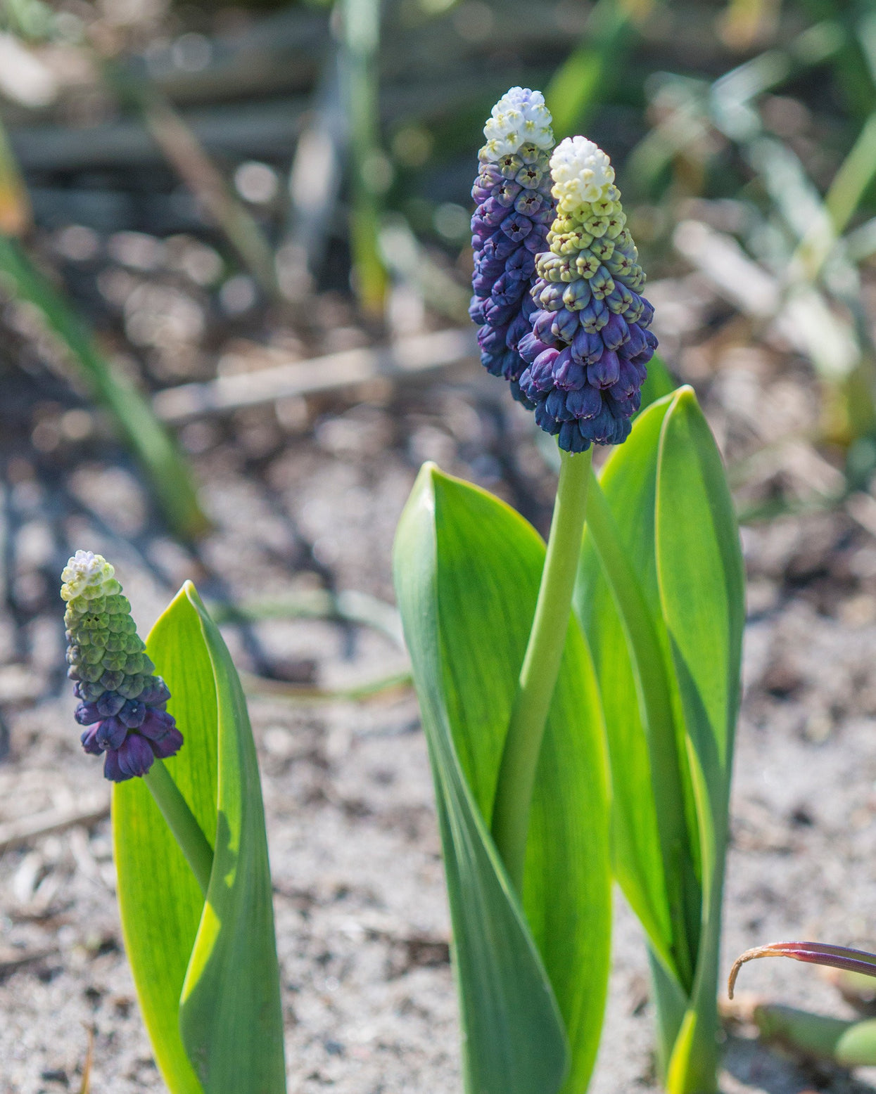 Muscari 'Grape Ice' bulbs | Buy online at Farmer Gracy UK