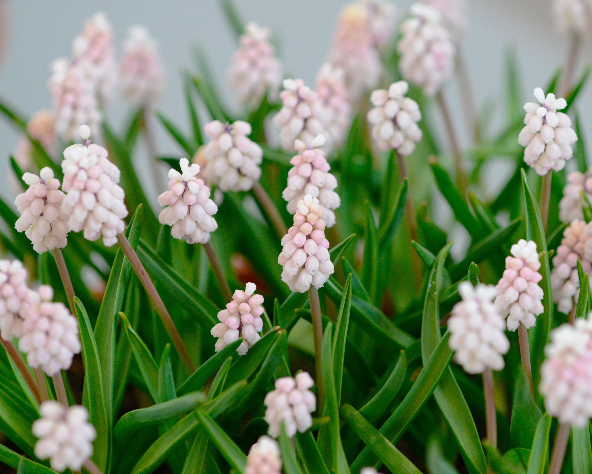 Muscari 'Pink Sunrise' bulbs | Buy pink 'Grape Hyacinths' online at ...