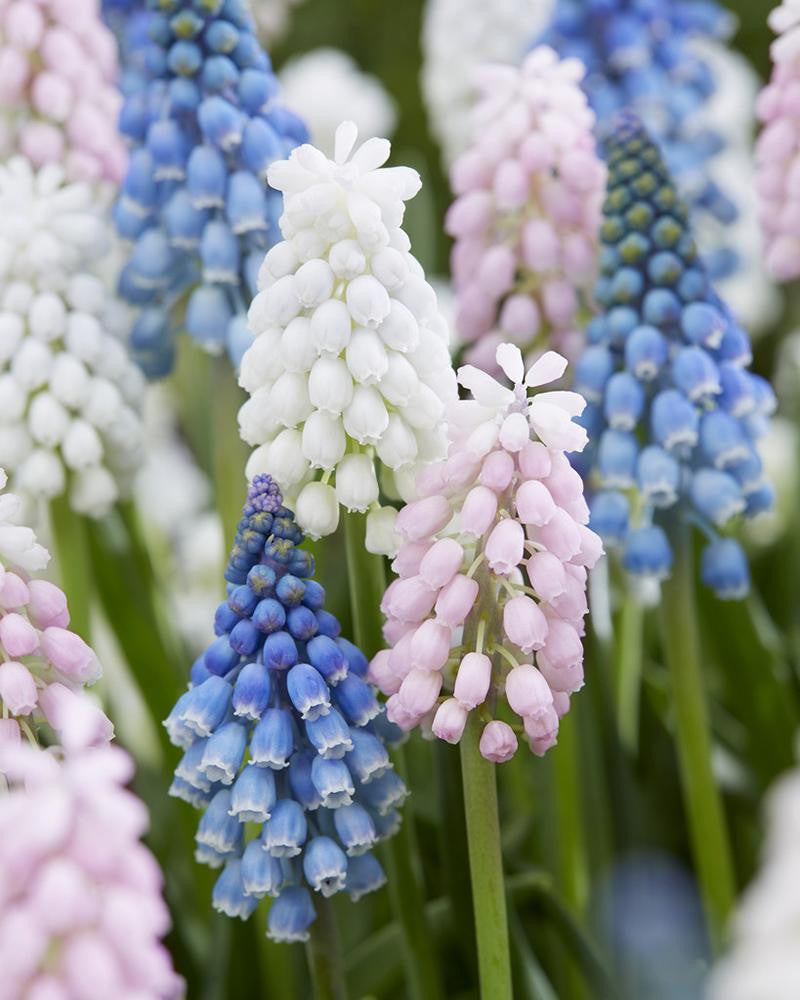 Muscari collection 'Sommelier' — Buy mixed grape hyacinth bulbs online at Farmer Gracy UK