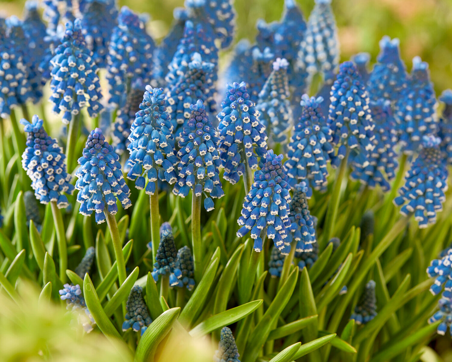 Muscari 'Soulmate' bulbs | Buy two-tone grape hyacinths online at ...