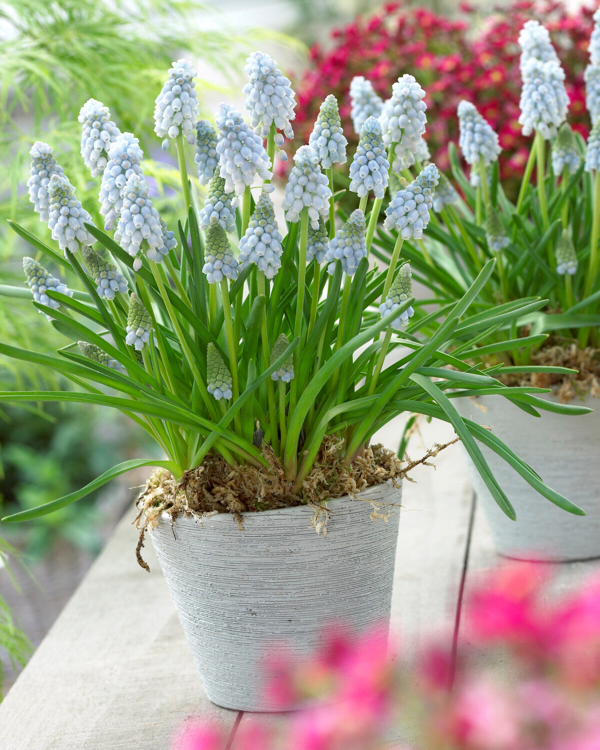 Muscari 'Valerie Finnis' bulbs | Buy pale blue grape hyacinths online ...