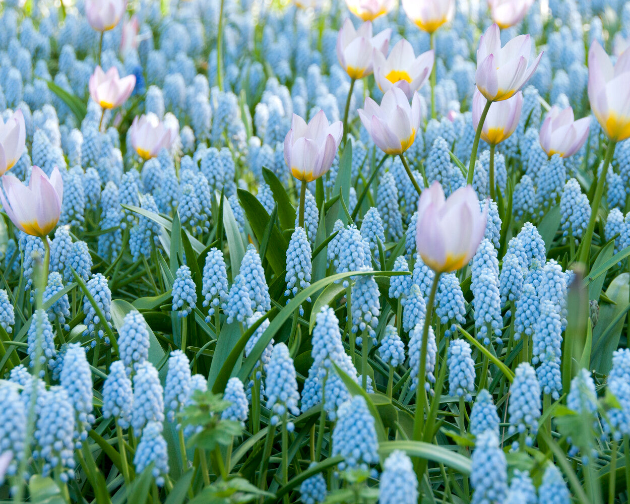 Muscari 'Valerie Finnis' bulbs | Buy pale blue grape hyacinths online ...