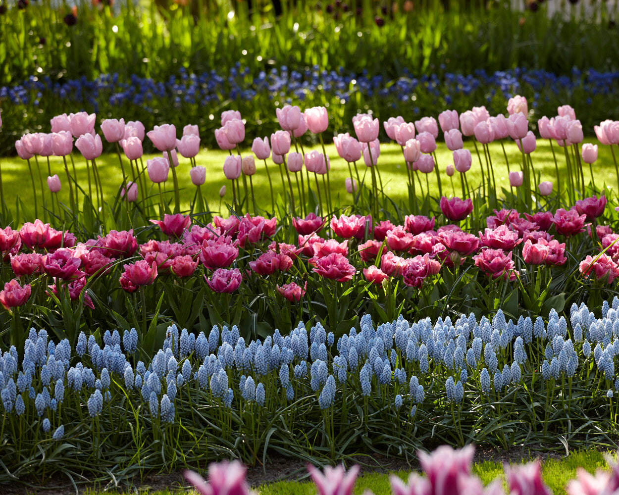 Muscari 'Valerie Finnis' bulbs | Buy pale blue grape hyacinths online ...