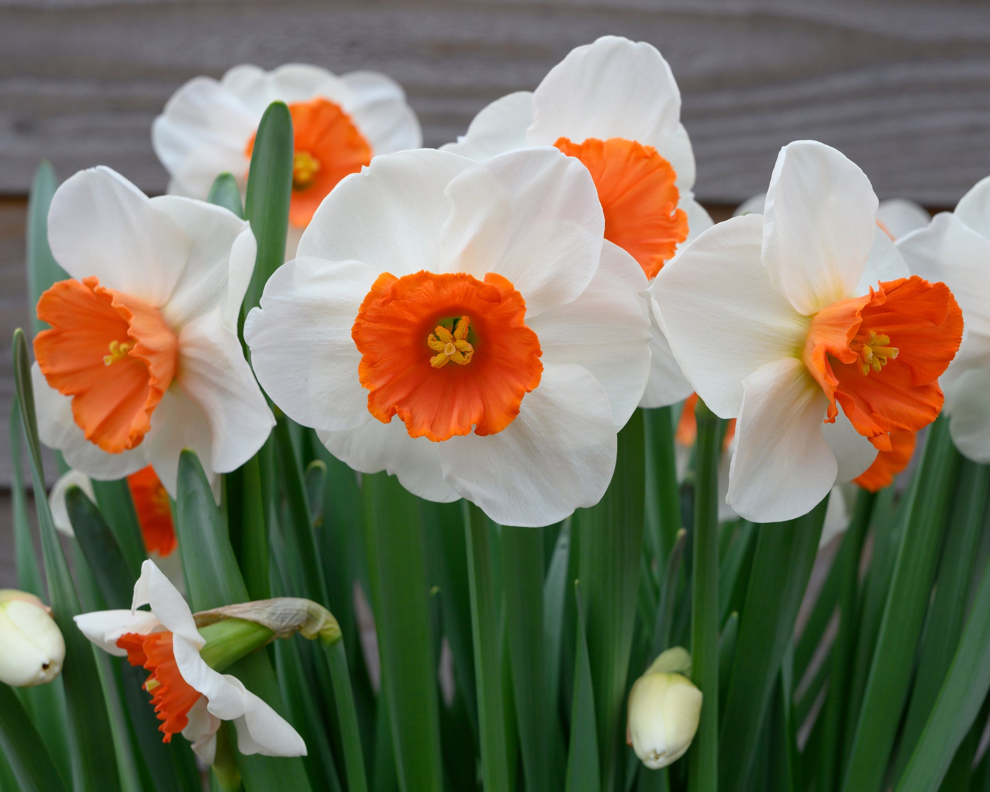 Narcissus 'Amadeus' bulbs | Buy online at Farmer Gracy UK