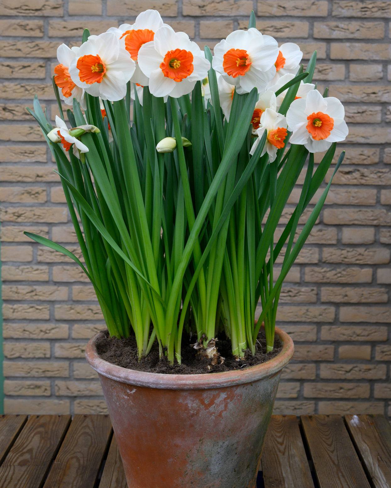 Narcissus 'Amadeus' bulbs | Buy online at Farmer Gracy UK