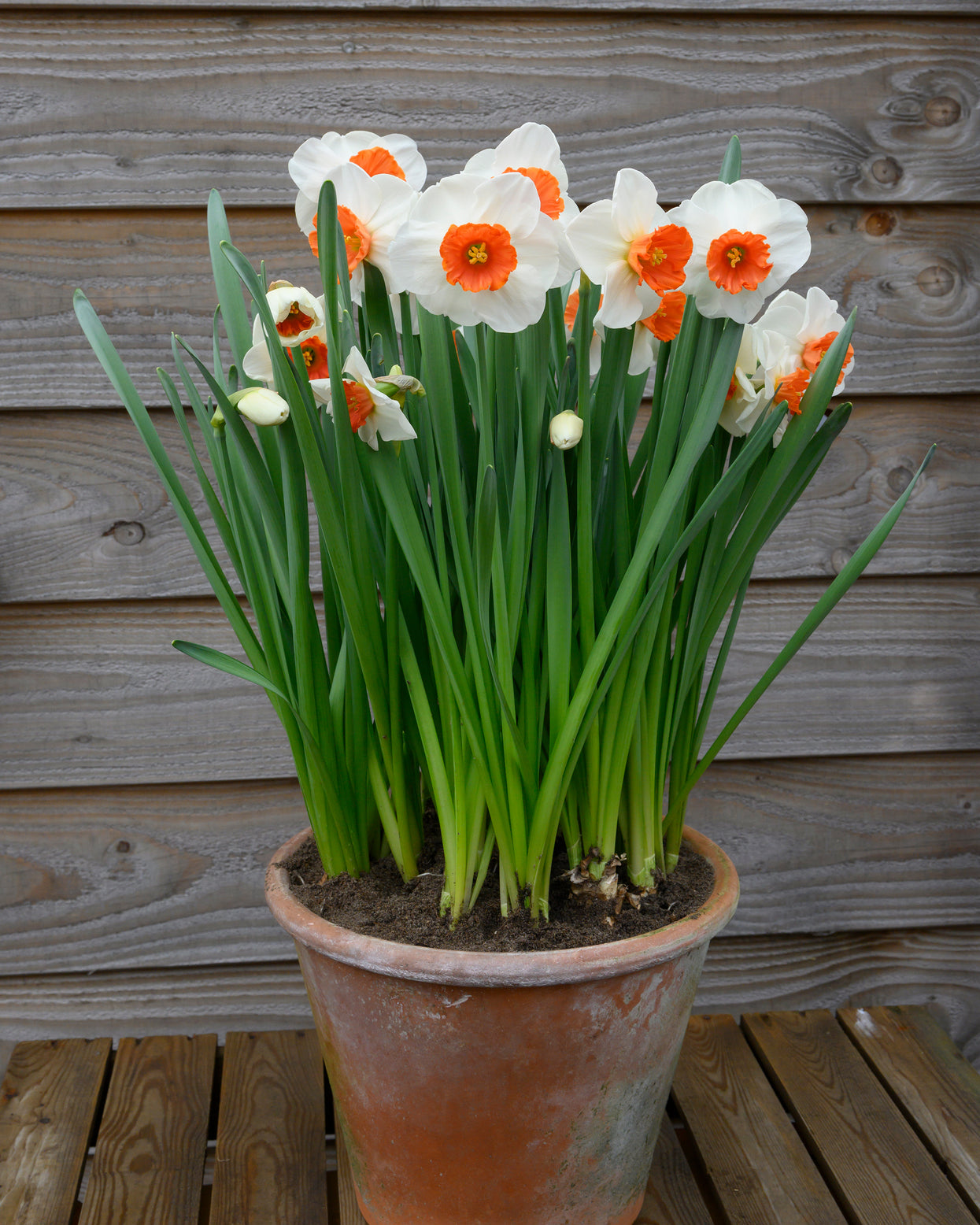 Narcissus 'Amadeus' bulbs | Buy online at Farmer Gracy UK