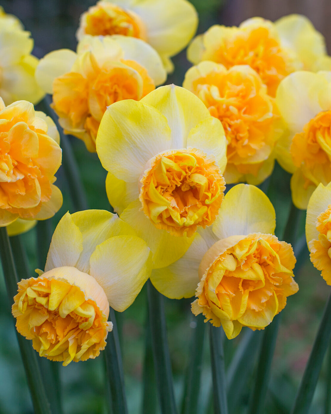 Narcissus 'Art Perfume' bulbs — Buy online at Farmer Gracy UK