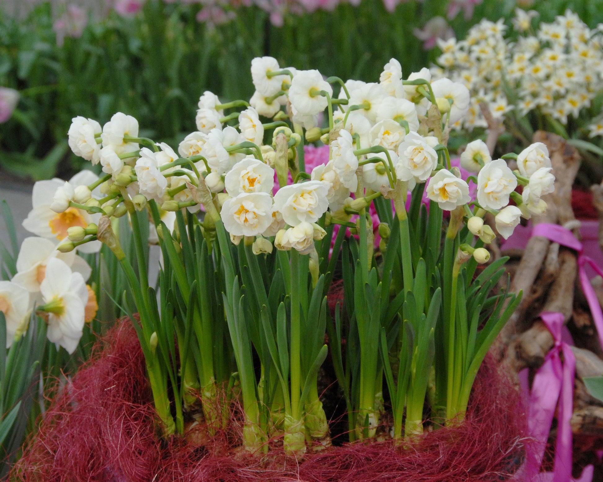 Narcissus 'Bridal Crown' bulbs | Buy online at Farmer Gracy UK