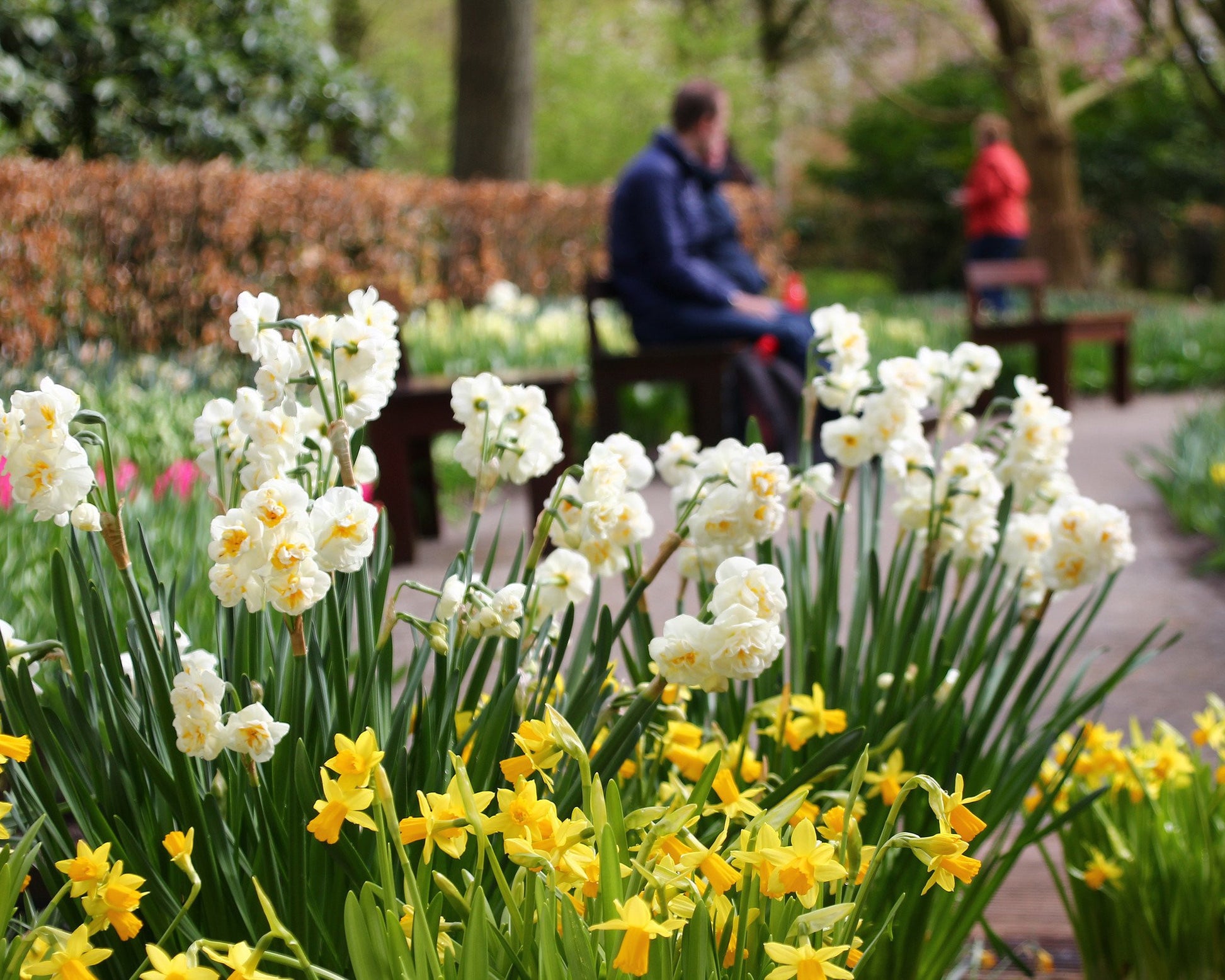 Narcissus 'Bridal Crown' bulbs | Buy online at Farmer Gracy UK