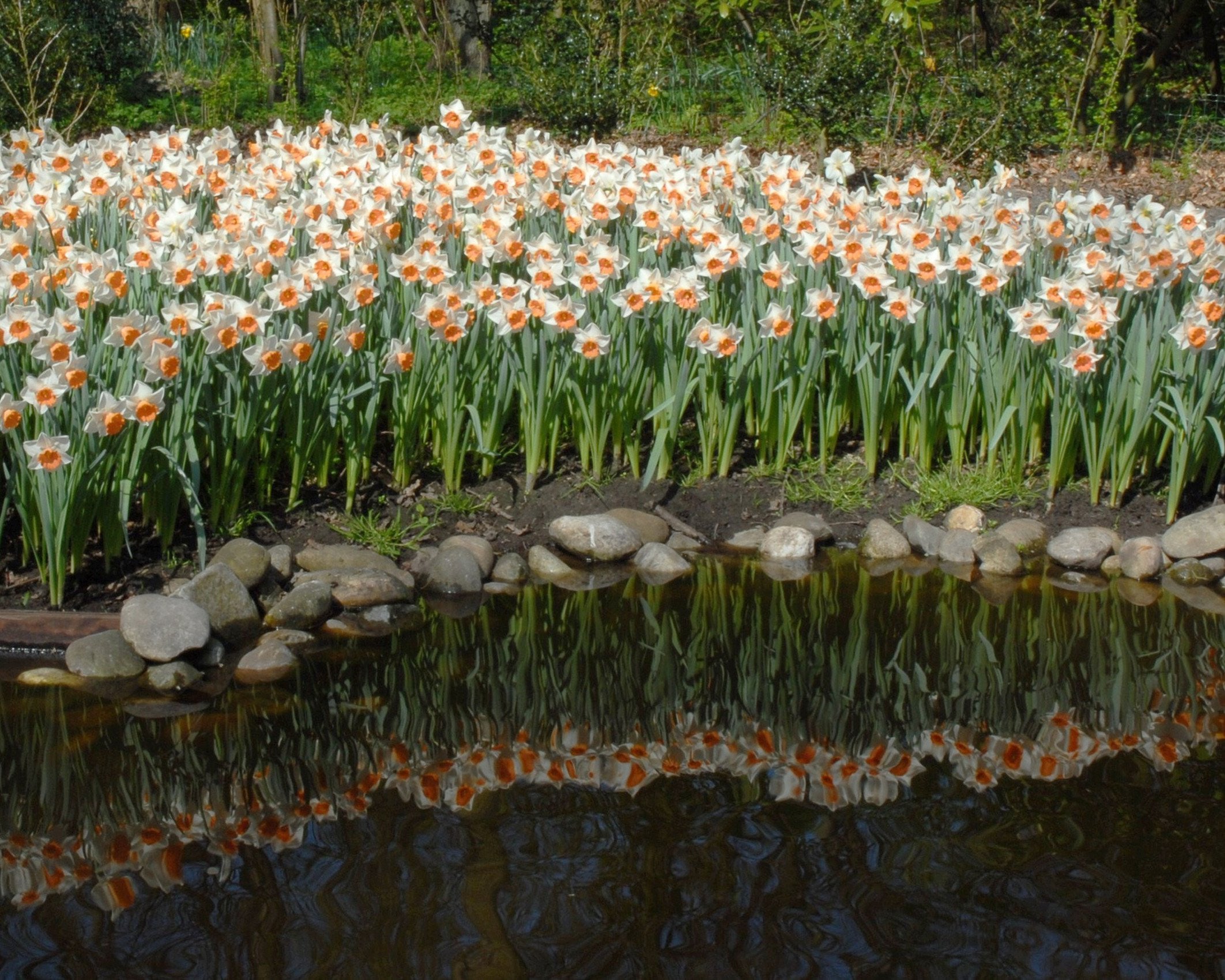Narcissus 'Chromacolor' bulbs — Buy online at Farmer Gracy UK