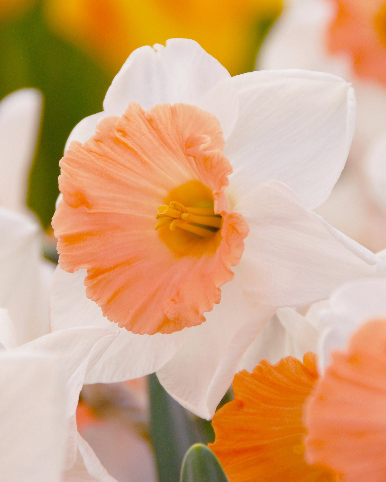 Narcissus 'Chromacolor' bulbs — Buy online at Farmer Gracy UK