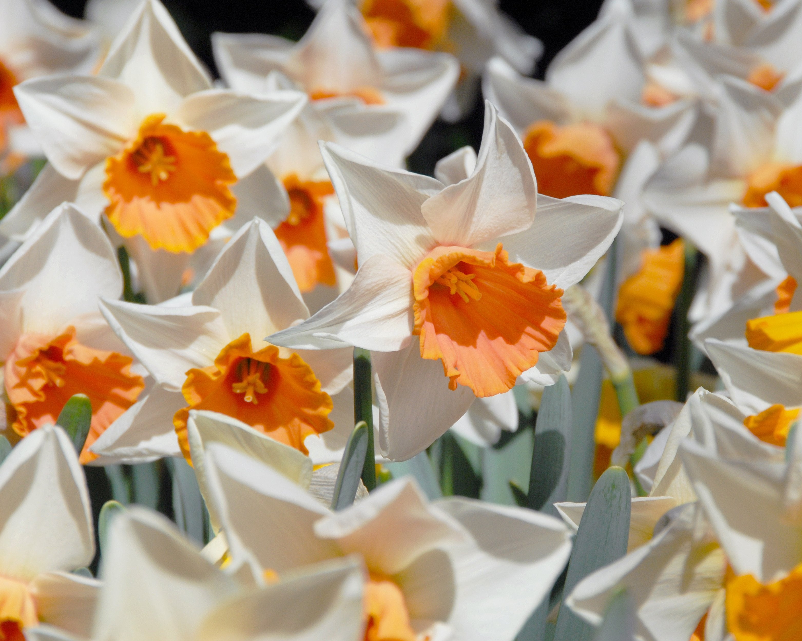 Narcissus 'Chromacolor' bulbs — Buy online at Farmer Gracy UK