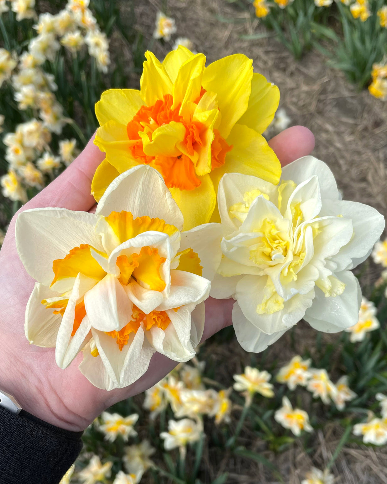 Double Narcissus 'Mixed Colours' bulbs | Buy online at Farmer Gracy UK