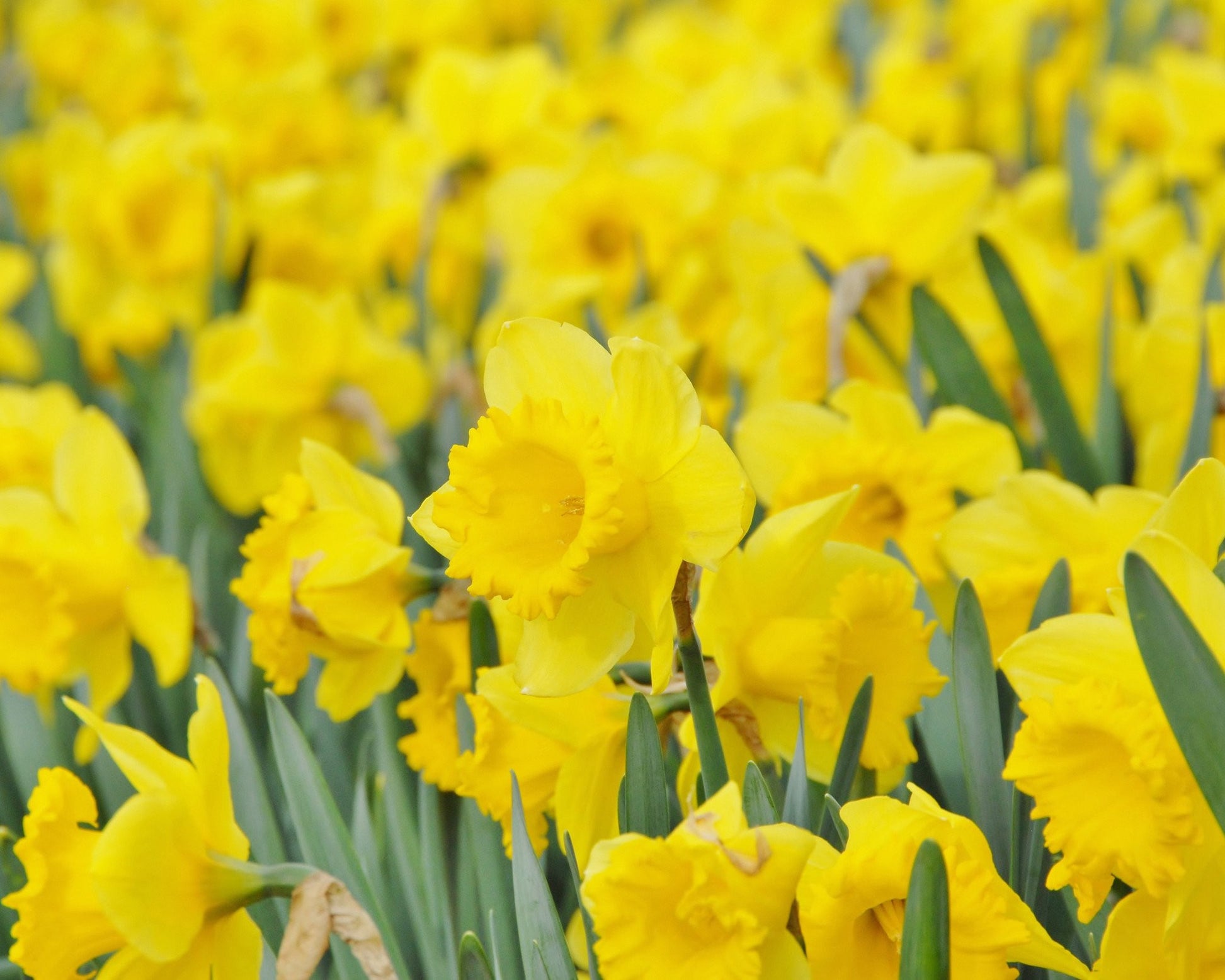 Narcissus 'Dutch Master' bulbs — Buy yellow daffodils online at Farmer ...
