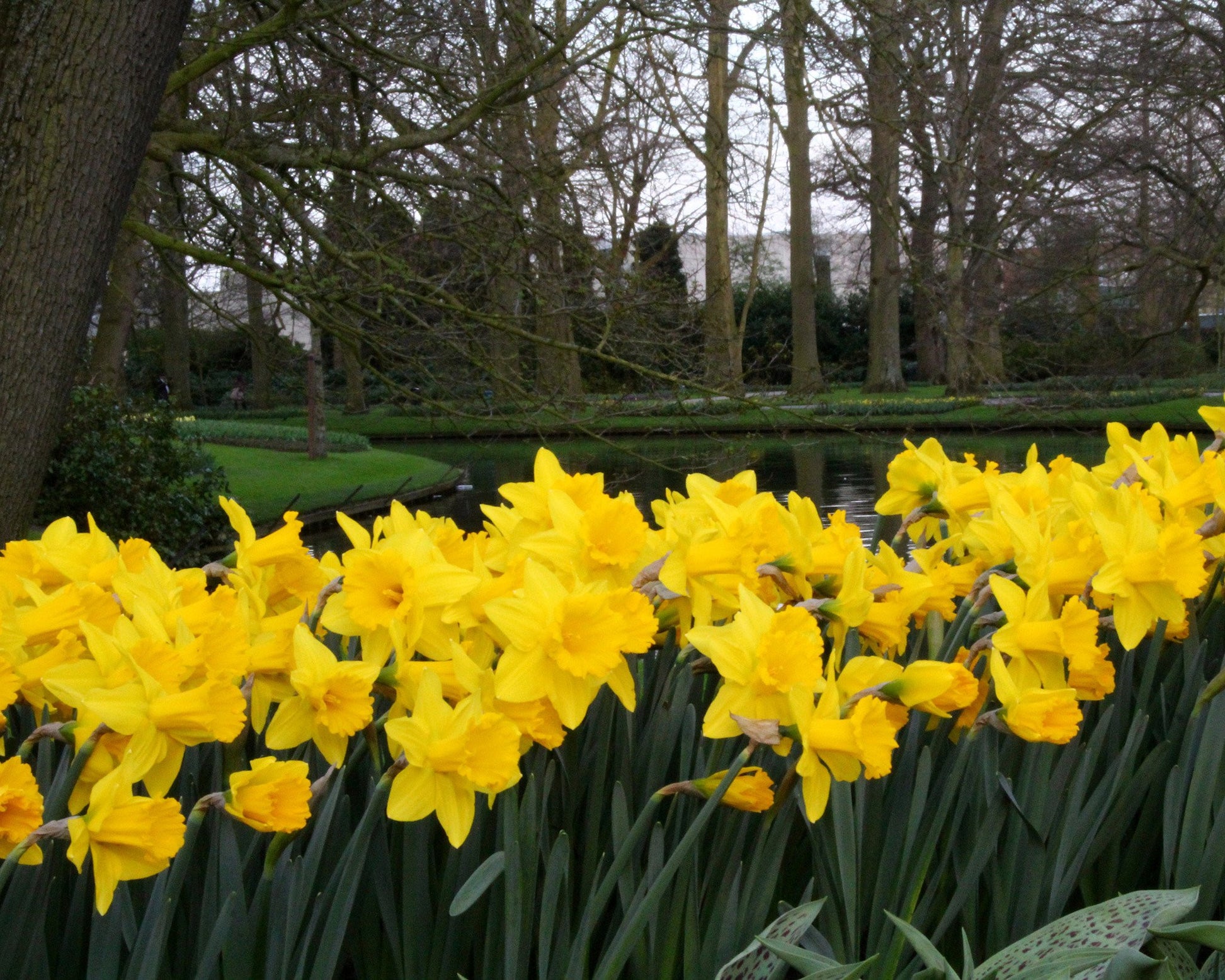 Narcissus 'Dutch Master' bulbs — Buy yellow daffodils online at Farmer ...