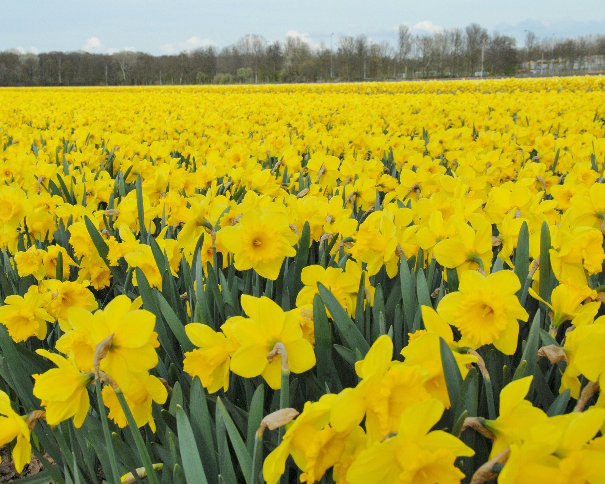 Narcissus 'Dutch Master' bulbs — Buy yellow daffodils online at Farmer ...