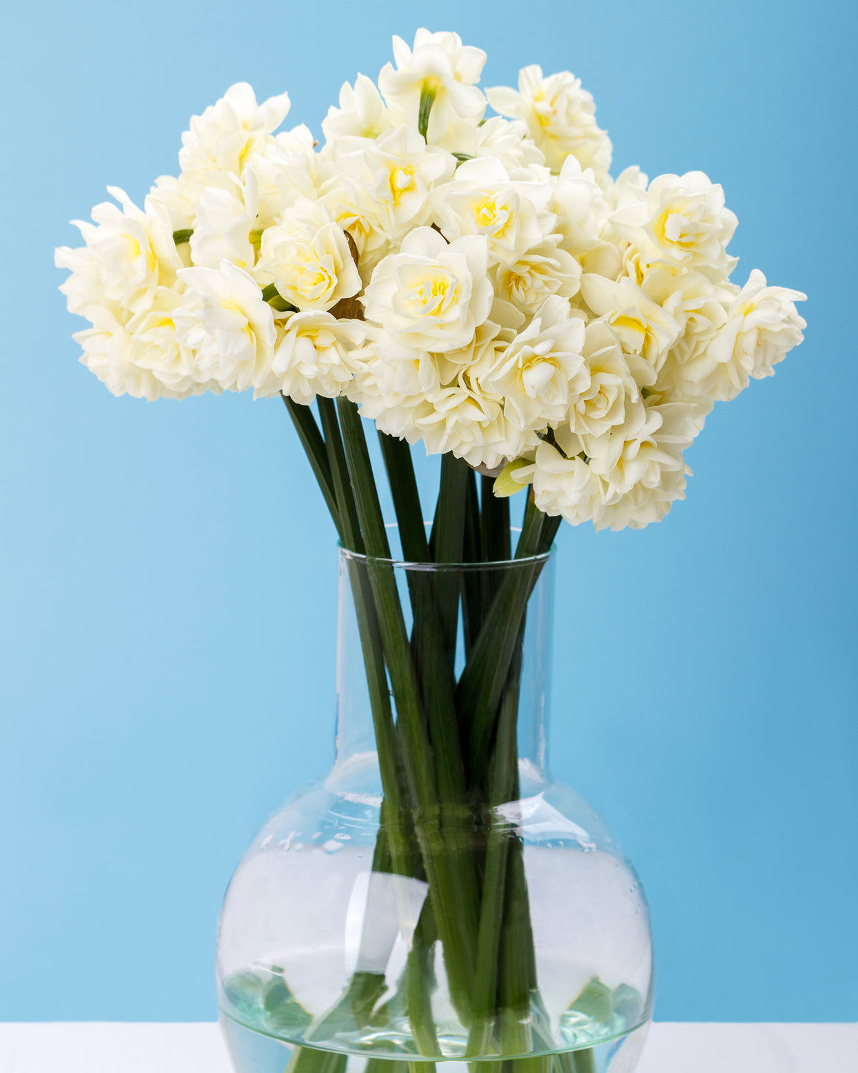 Narcissus 'Erlicheer' bulbs | Buy indoor narcissus online at Farmer ...