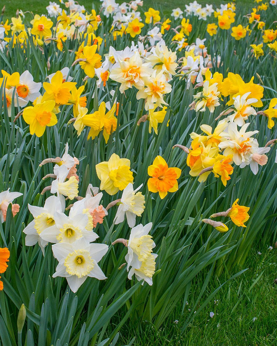 Narcissus 'Harlequin Mix' bulbs | Buy online at Farmer Gracy UK