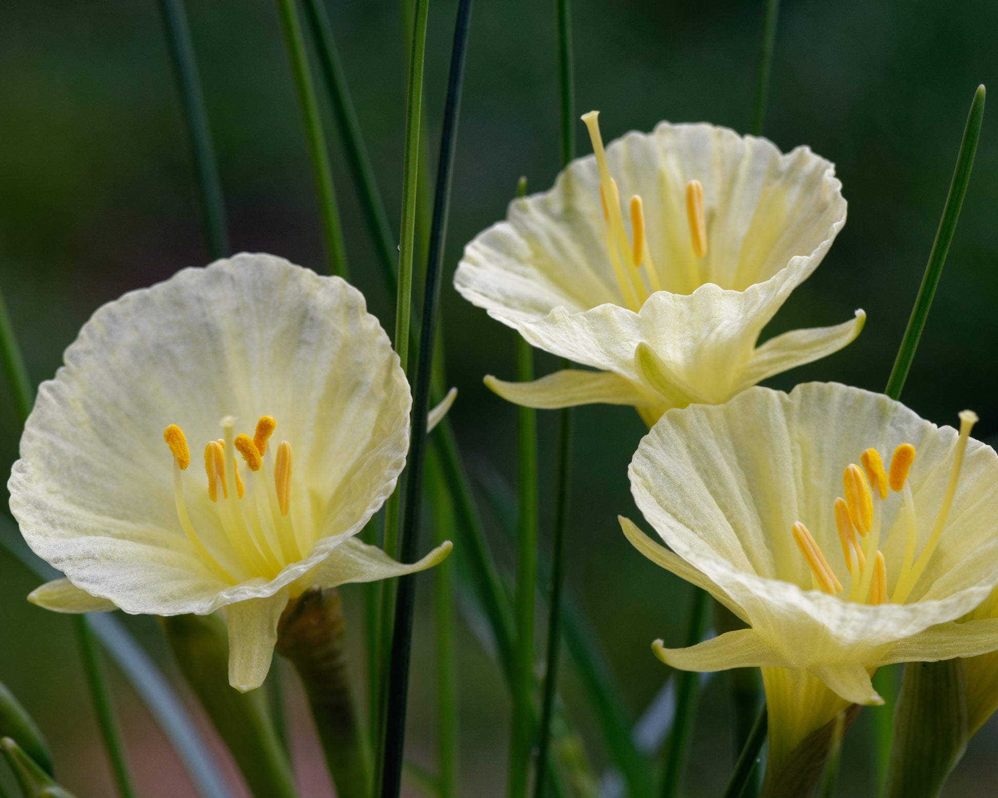 Narcissus romieuxii 'Julia Jane' bulbs — Buy petticoat daffodils online ...