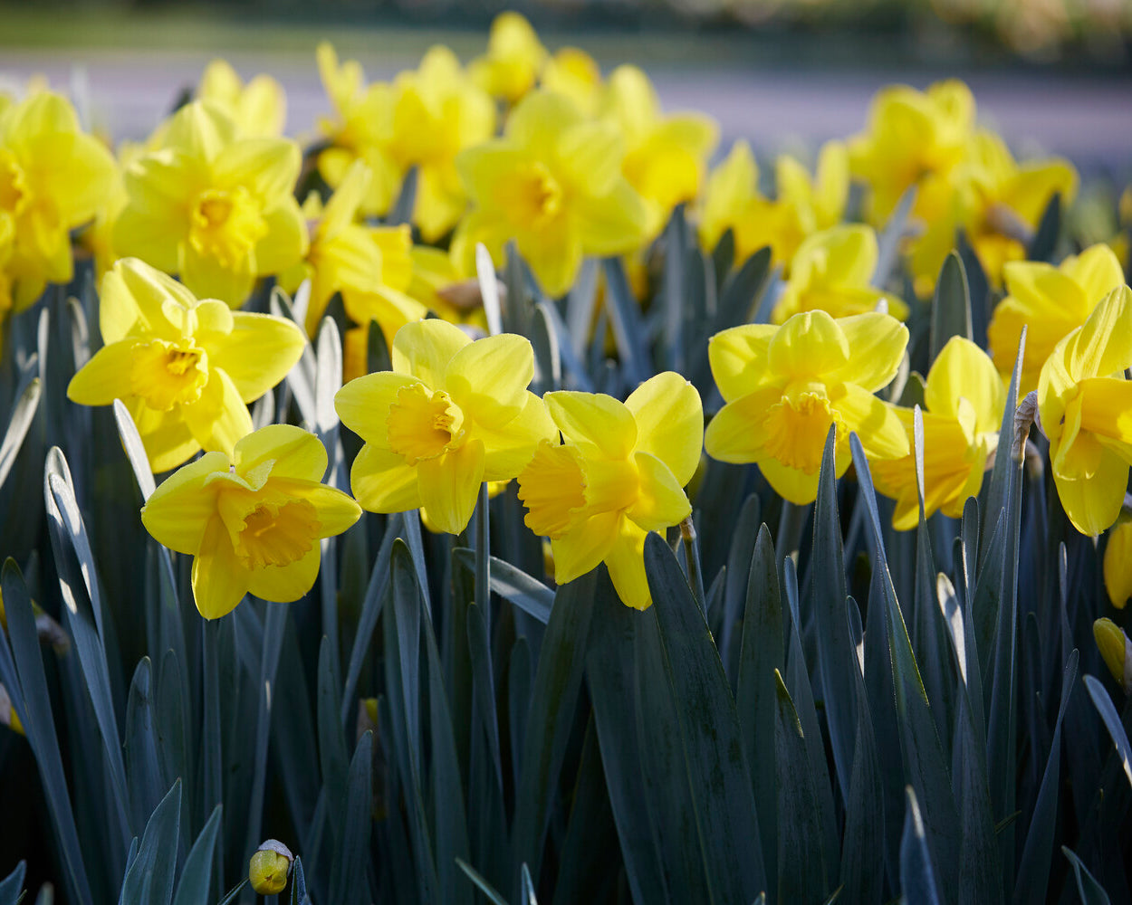 Narcissus 'Lucky Number' bulbs — Buy short yellow daffodils online at ...