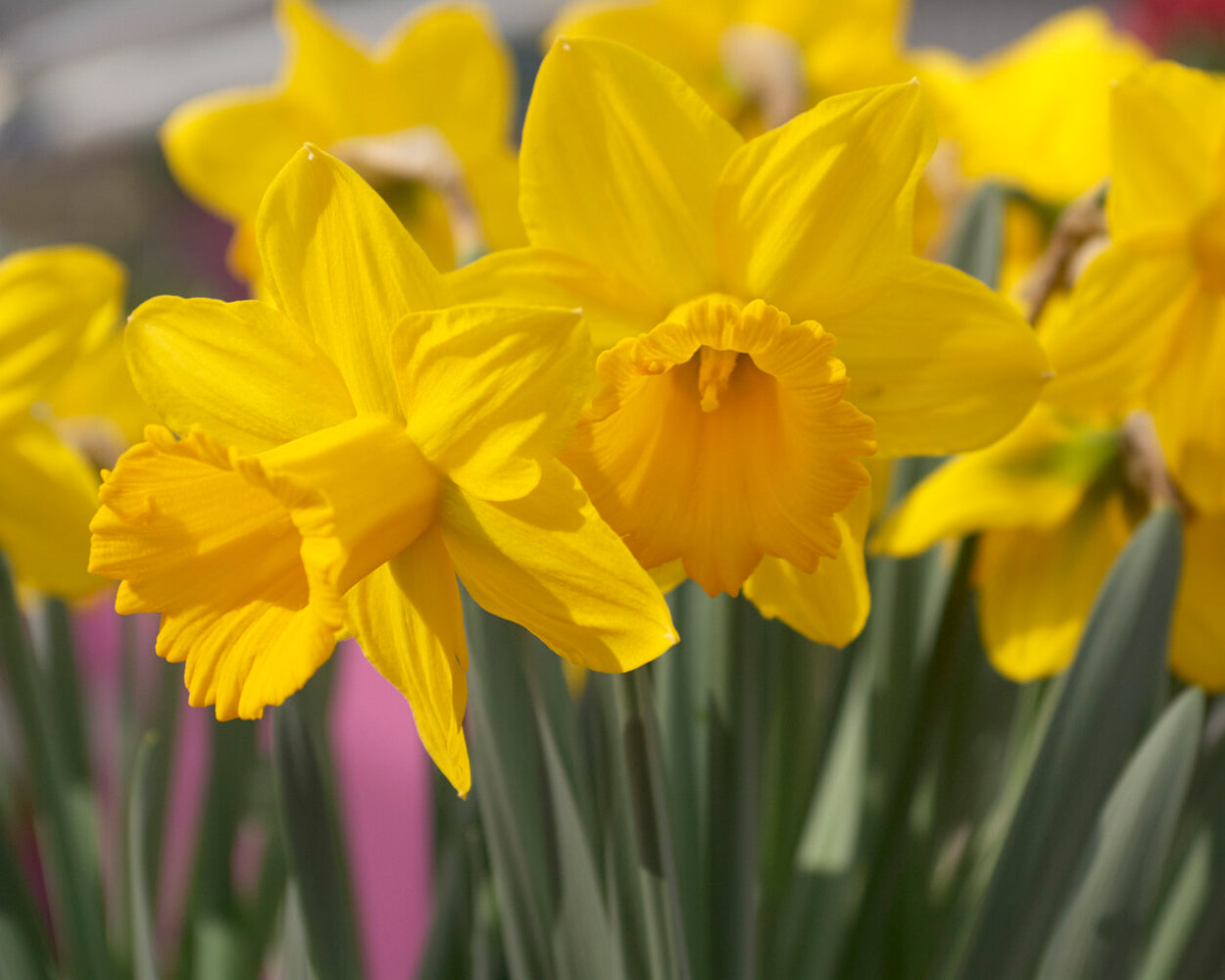 Narcissus 'Lucky Number' bulbs — Buy short yellow daffodils online at ...