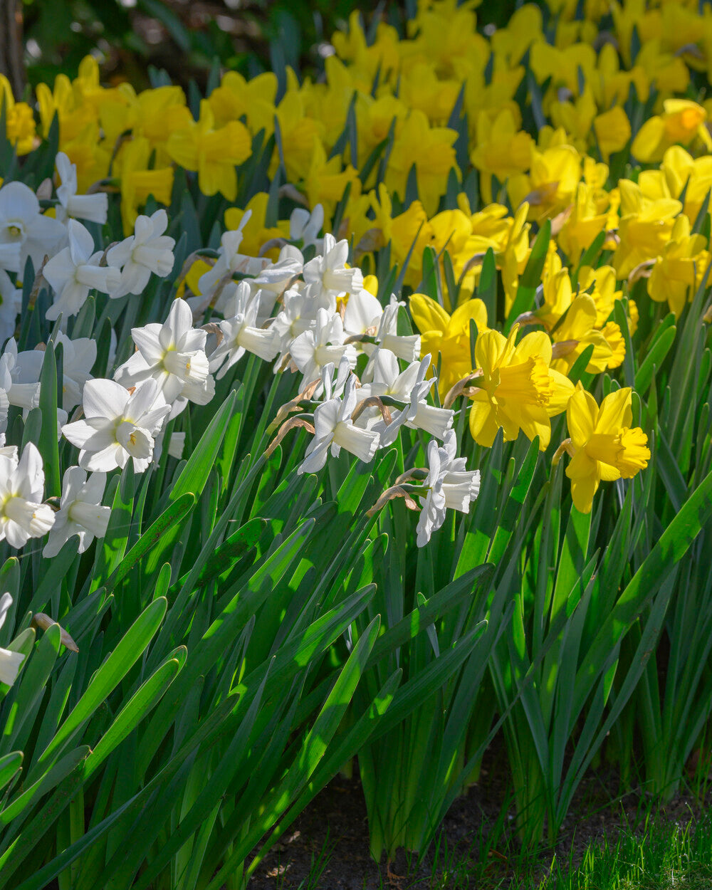 Narcissus 'Lucky Number' bulbs — Buy short yellow daffodils online at ...