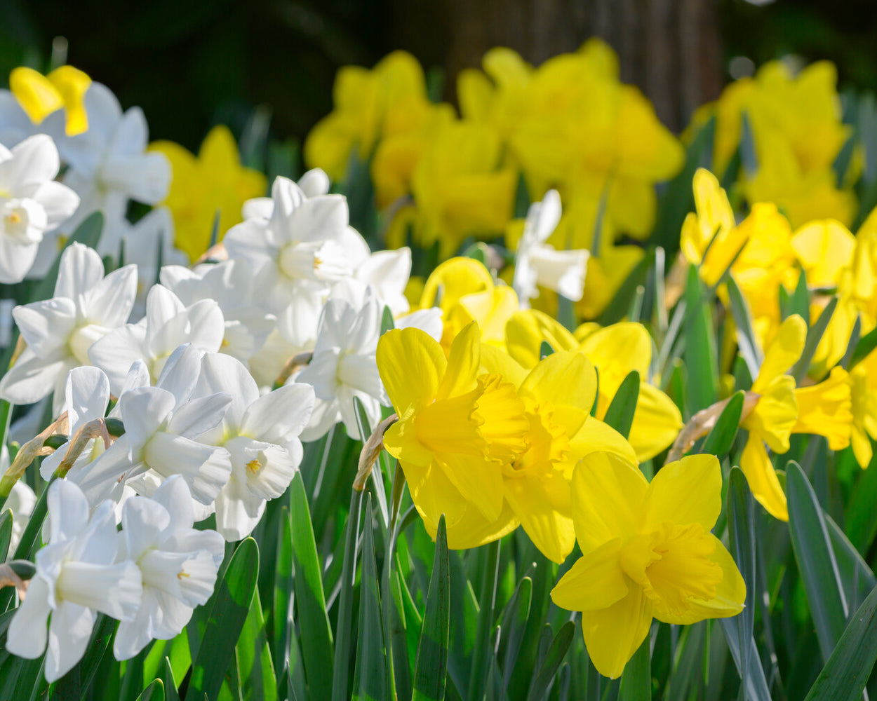 Narcissus 'Lucky Number' bulbs — Buy short yellow daffodils online at ...
